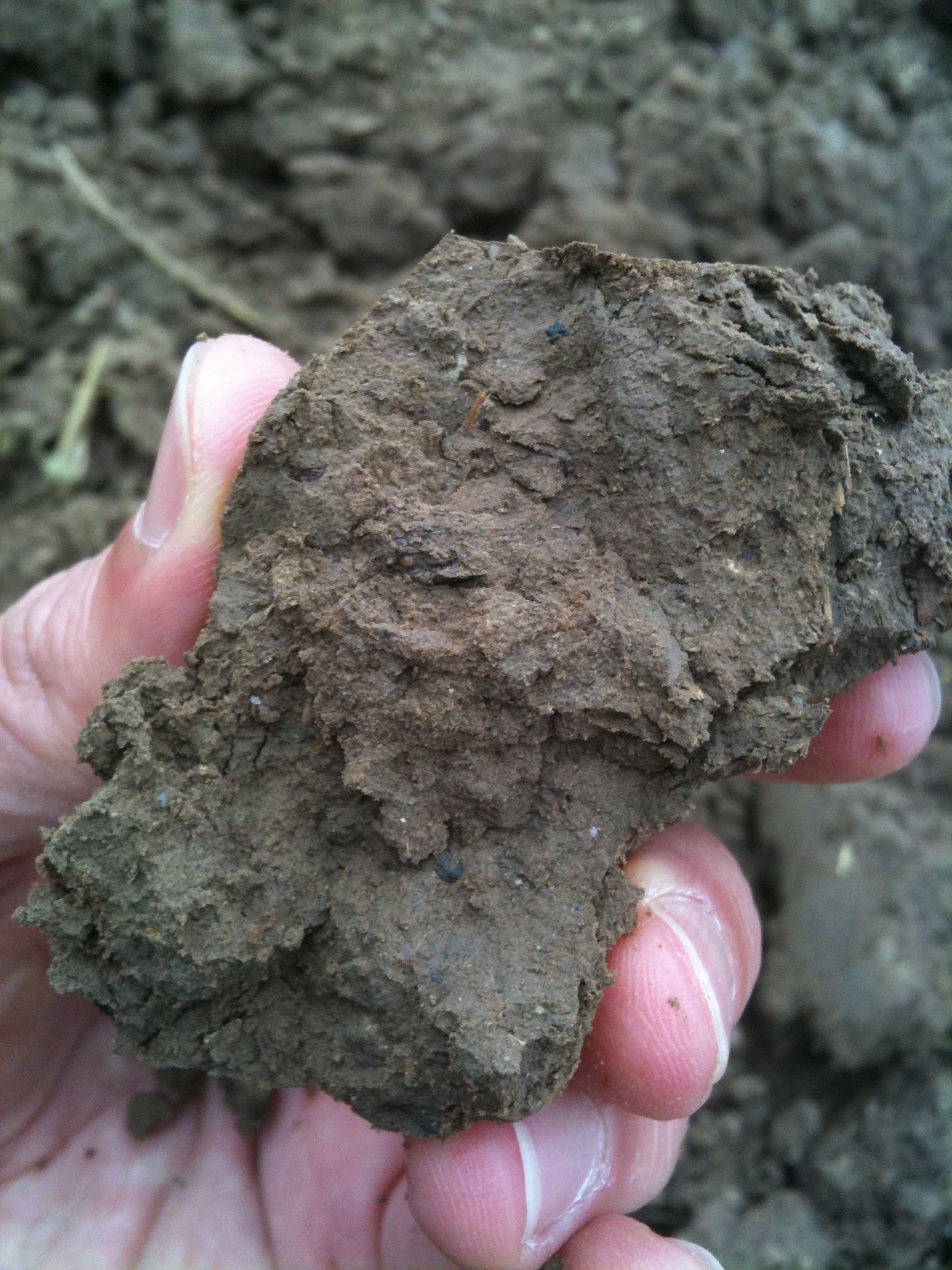 Igitt, das lebt ja! – Die wunderbare Welt des Bodens | Hochschule Rhein ...