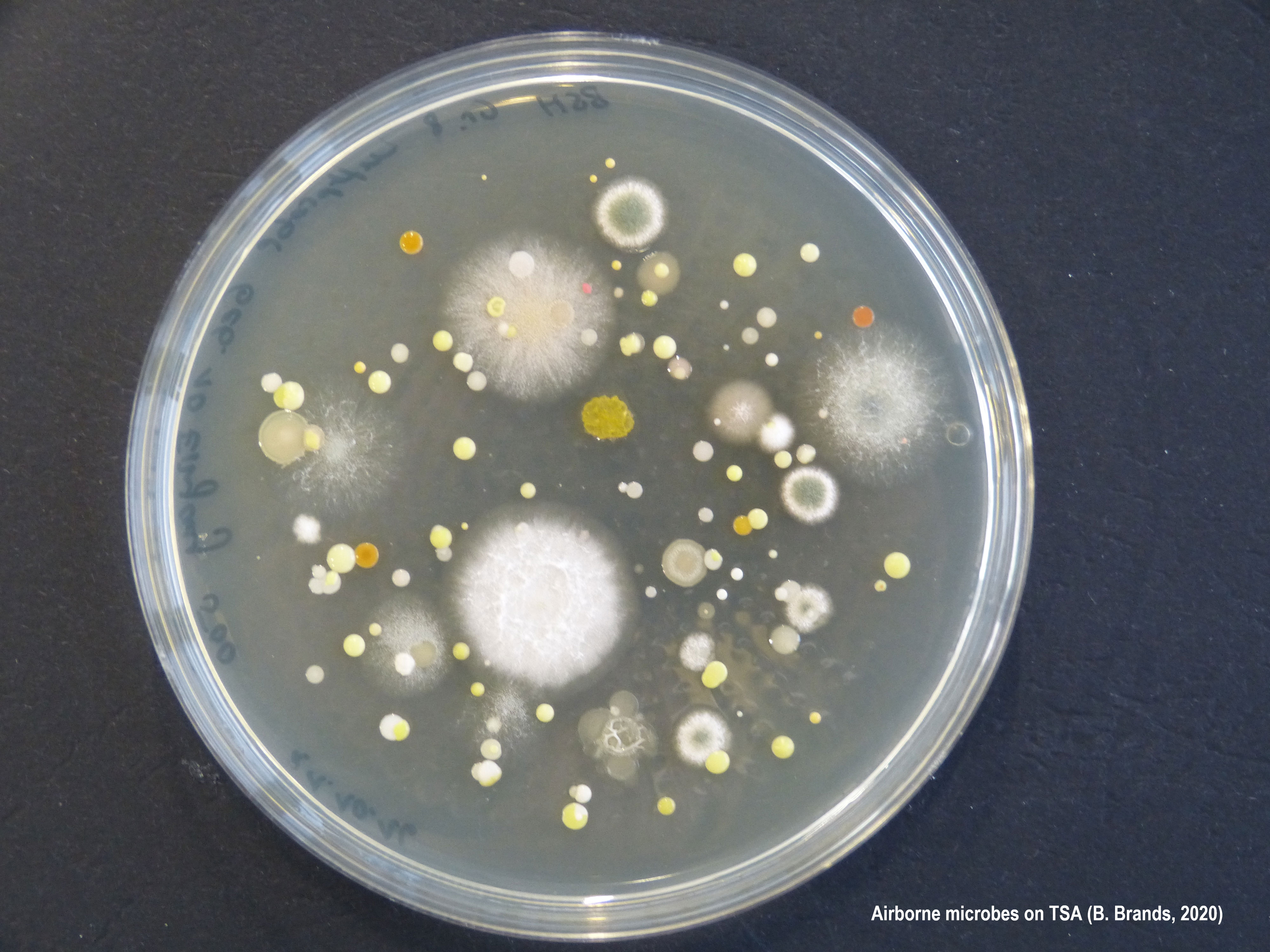 Hygiene and Microbiology | Rhine-Waal University of Applied Sciences